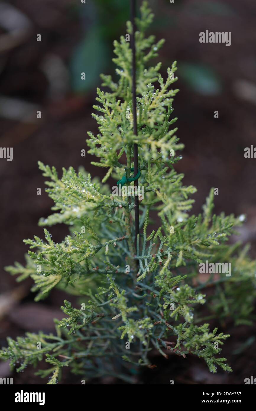 Cypress trees close up hi-res stock photography and images - Alamy