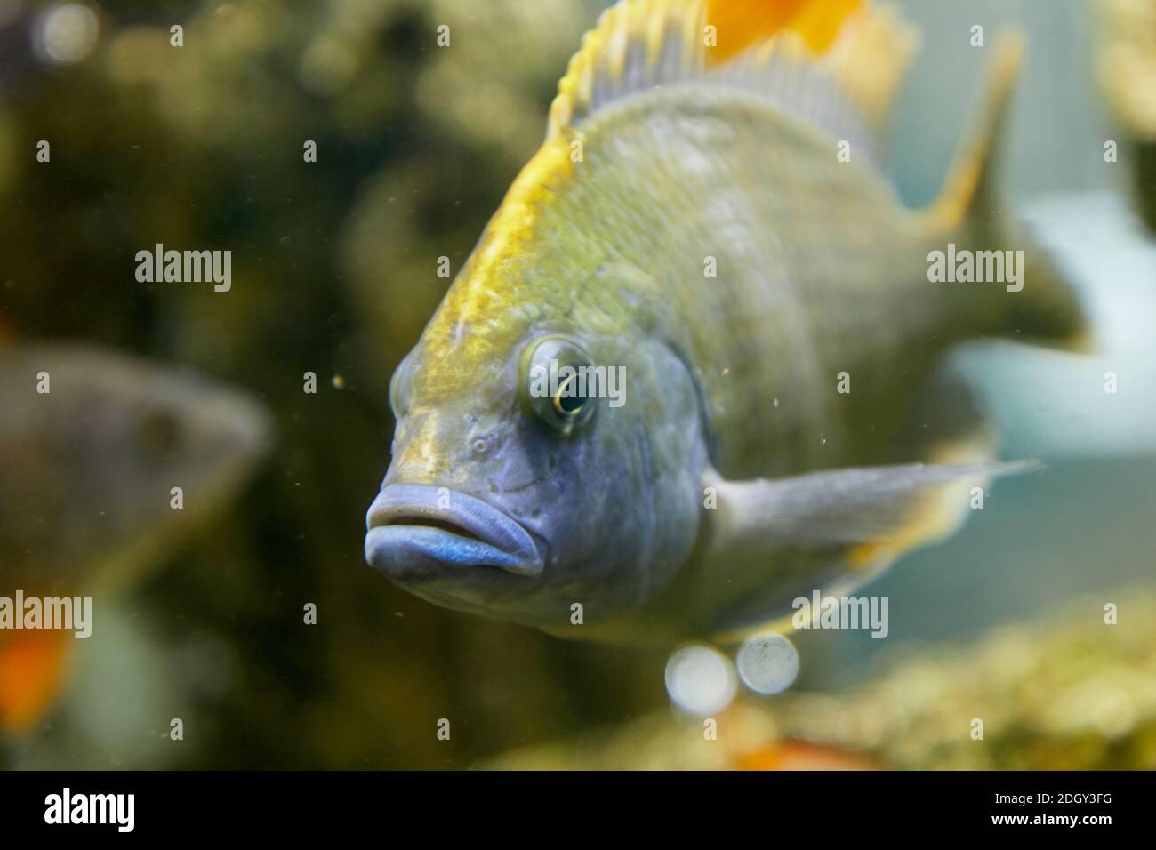 Cichlids aquarium fish Stock Photo - Alamy