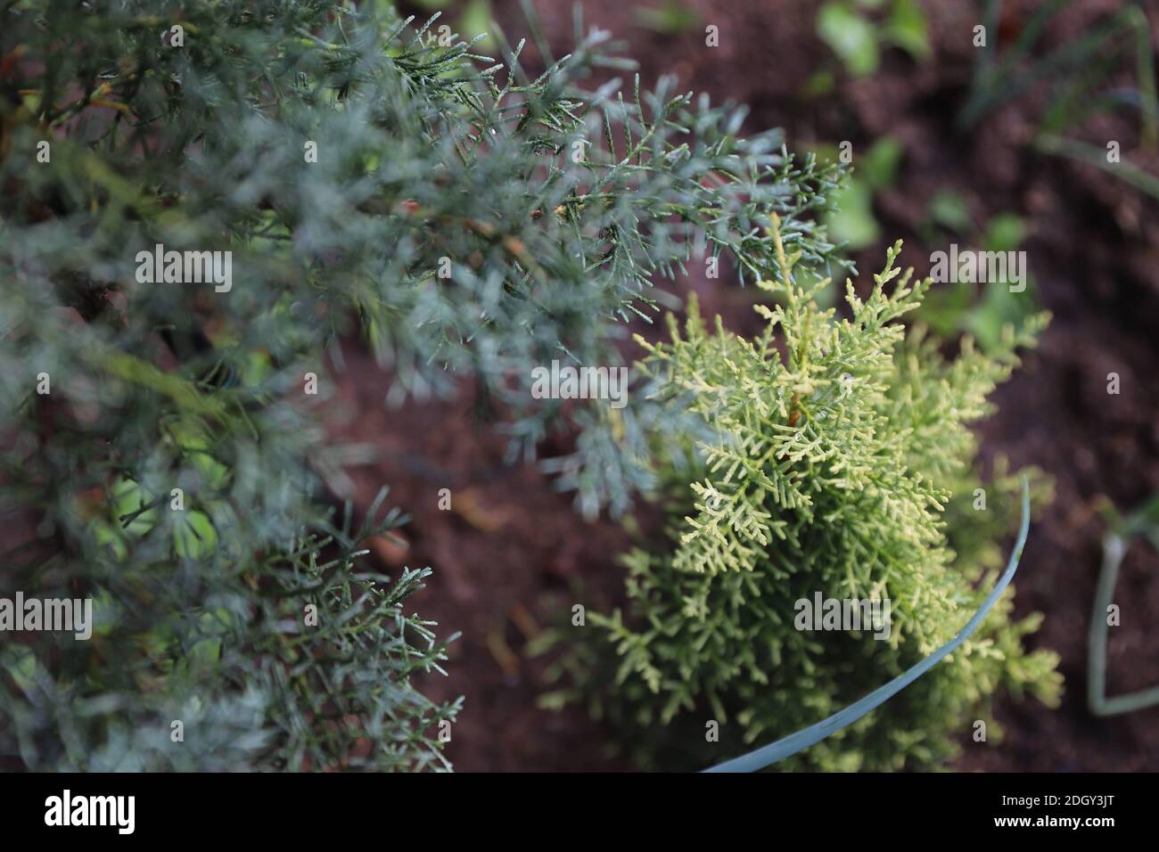 Fresh cypress trees close up Stock Photo - Alamy