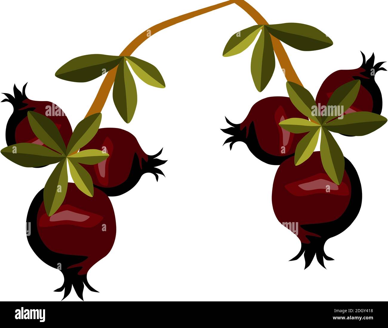 Pomegranate tree branches Stock Vector Images - Alamy