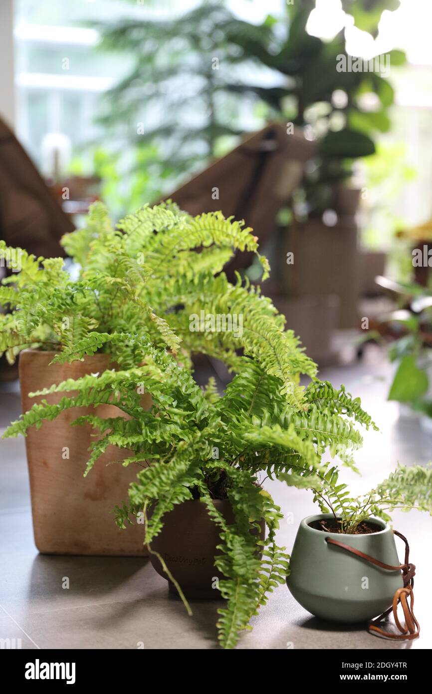 Green boston fern in a pot Stock Photo - Alamy