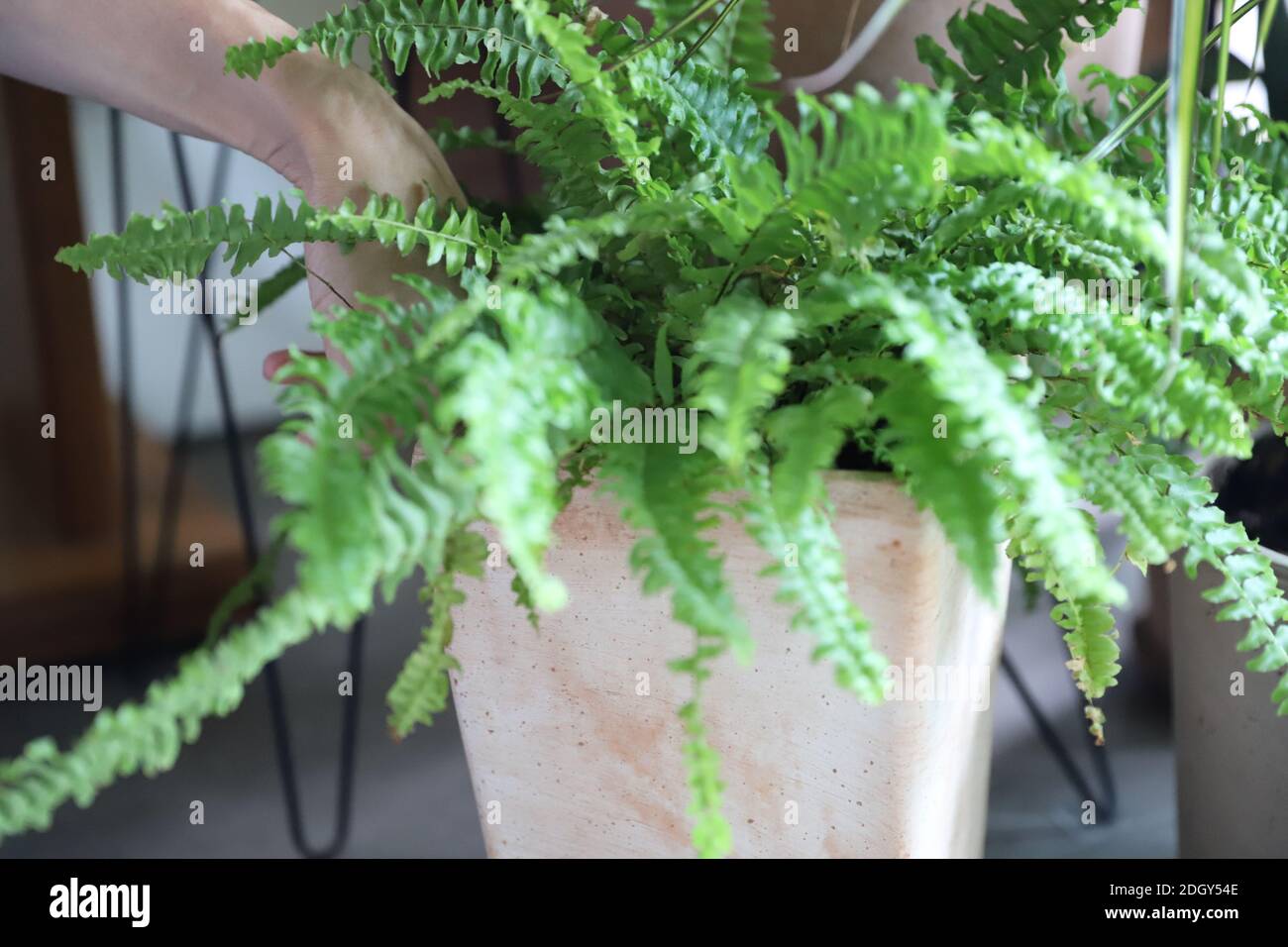 Green boston fern in a pot Stock Photo - Alamy