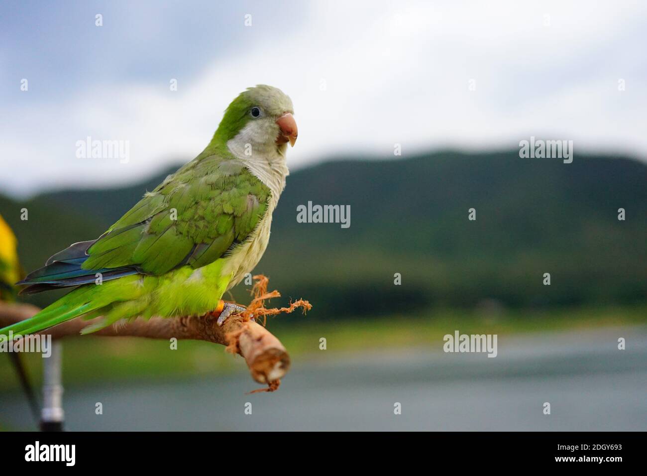 Quaker parrot hi-res stock photography and images - Alamy