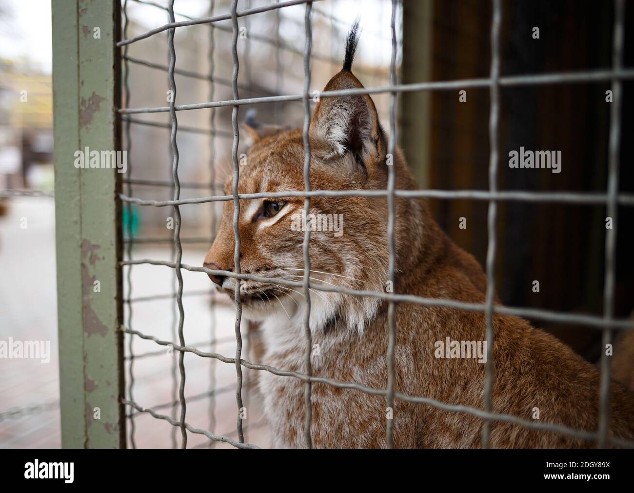 sad young lynx in a cage at the zoo Stock Photo - Alamy