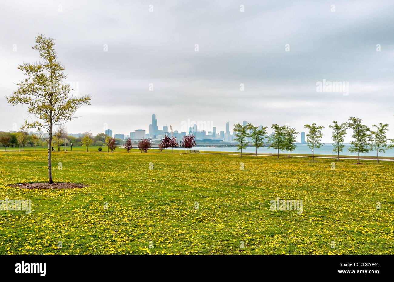 Spring landscape of green field with yellow flowers, trees, cloudy sky ...