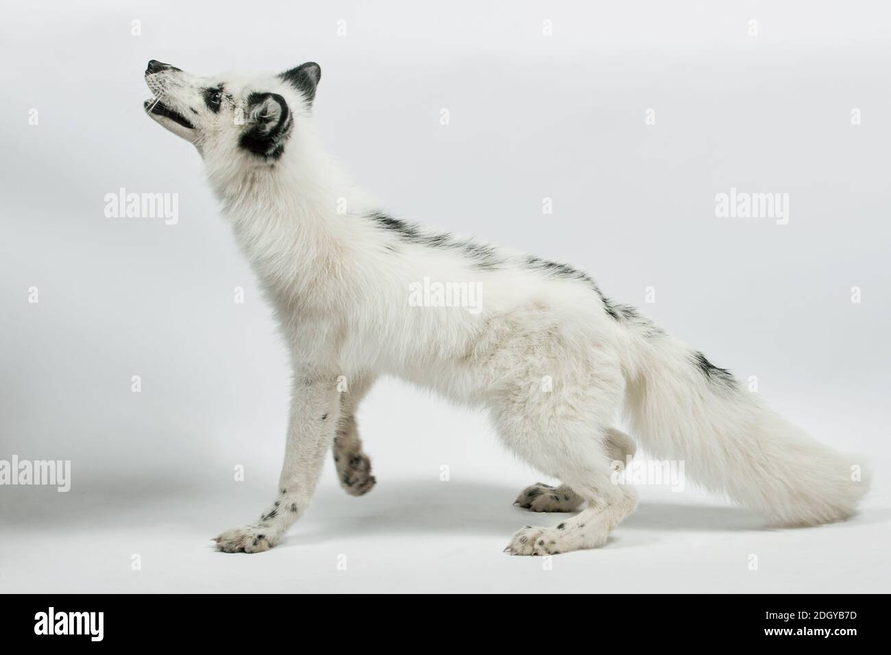 Fox isolated on white background Stock Photo - Alamy