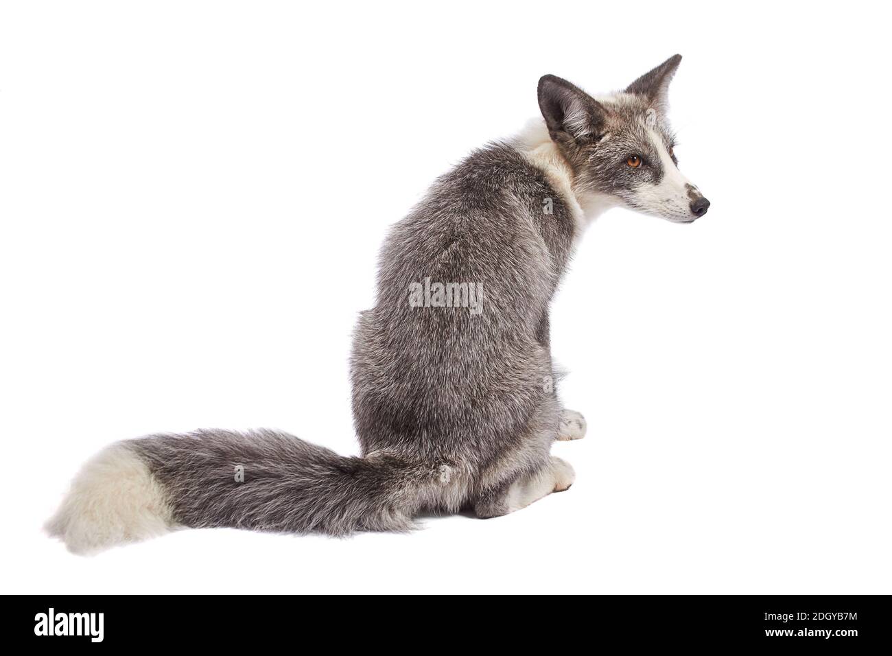 White fox tail hi-res stock photography and images - Alamy