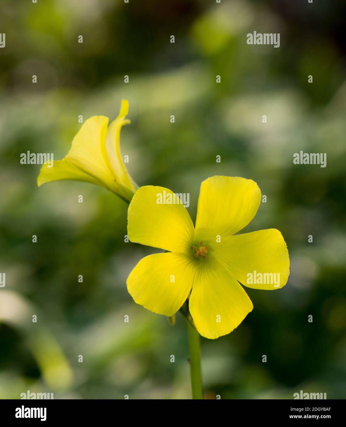 Bermuda buttercup (Oxalis pes-caprae) flowering, Spain Stock Photo - Alamy