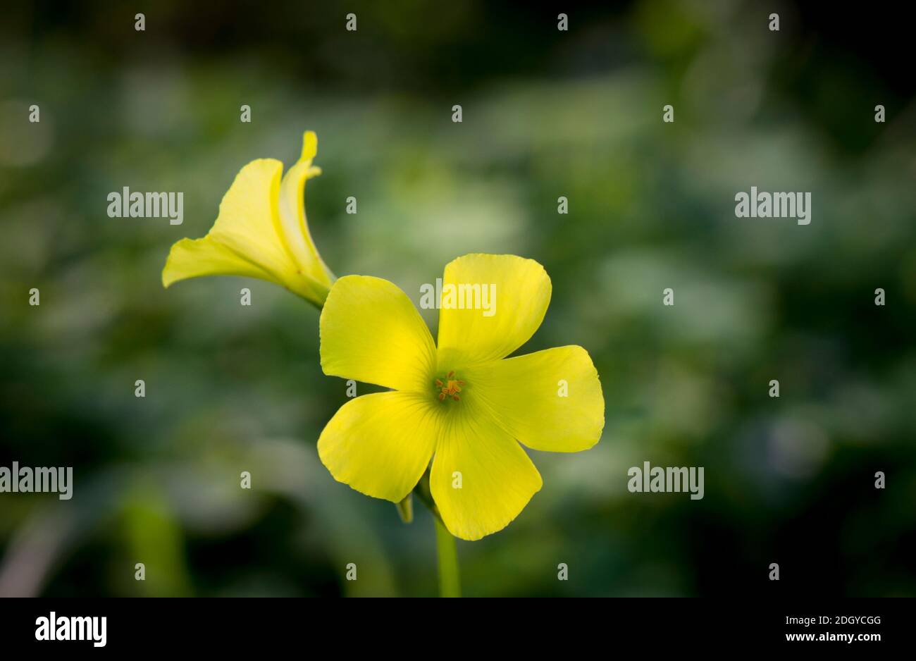 Bermuda buttercup (Oxalis pes-caprae) flowering, Spain Stock Photo - Alamy