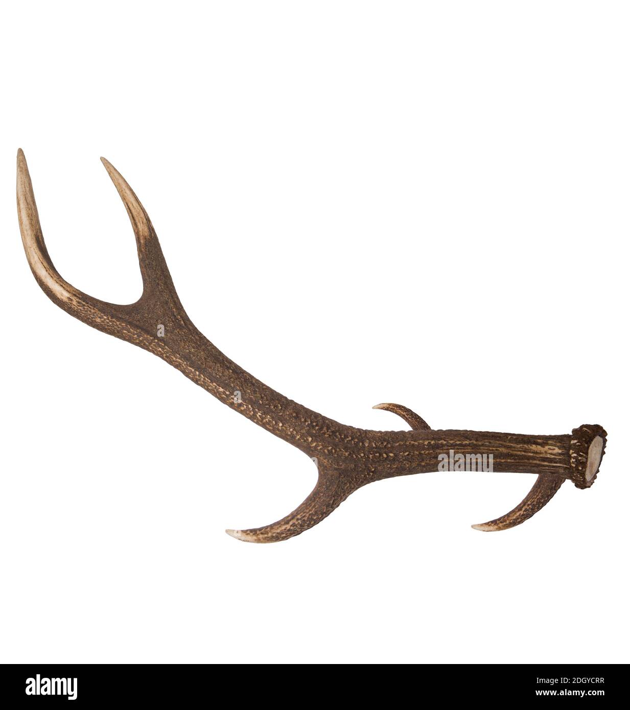 Deer antlers. Isolatedon white background. Red deer antlers on a white ...