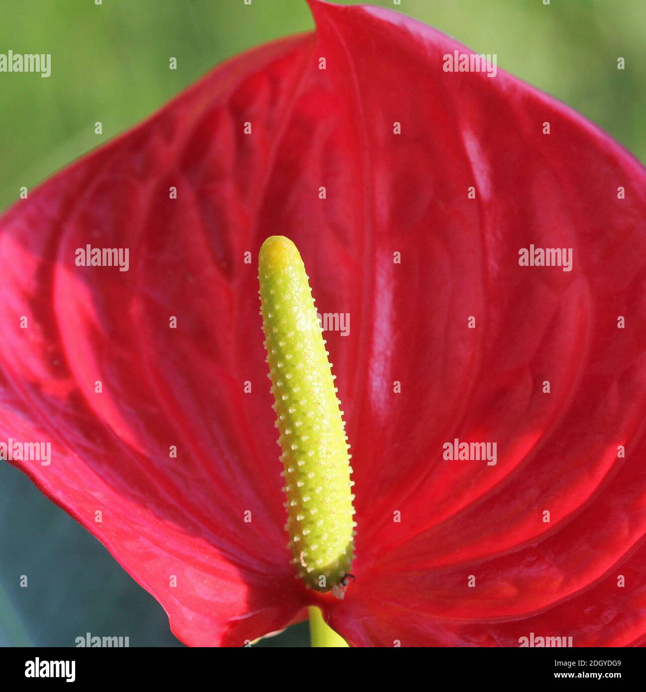 Anthurium the Flamingo Flower is an evergreen with red waxy flowers ...