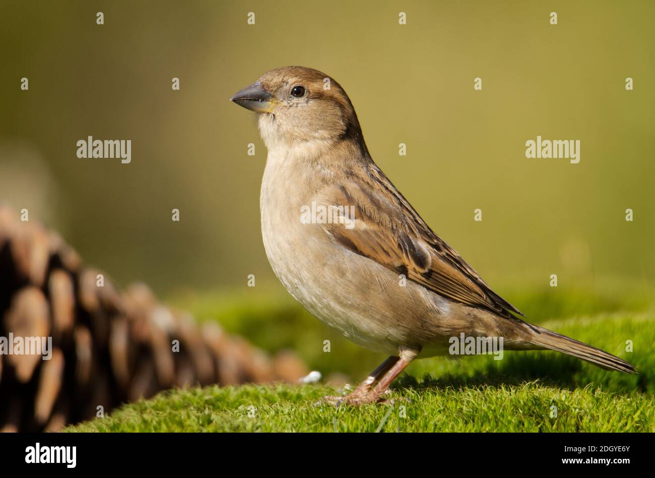 English sparrow hi-res stock photography and images - Alamy