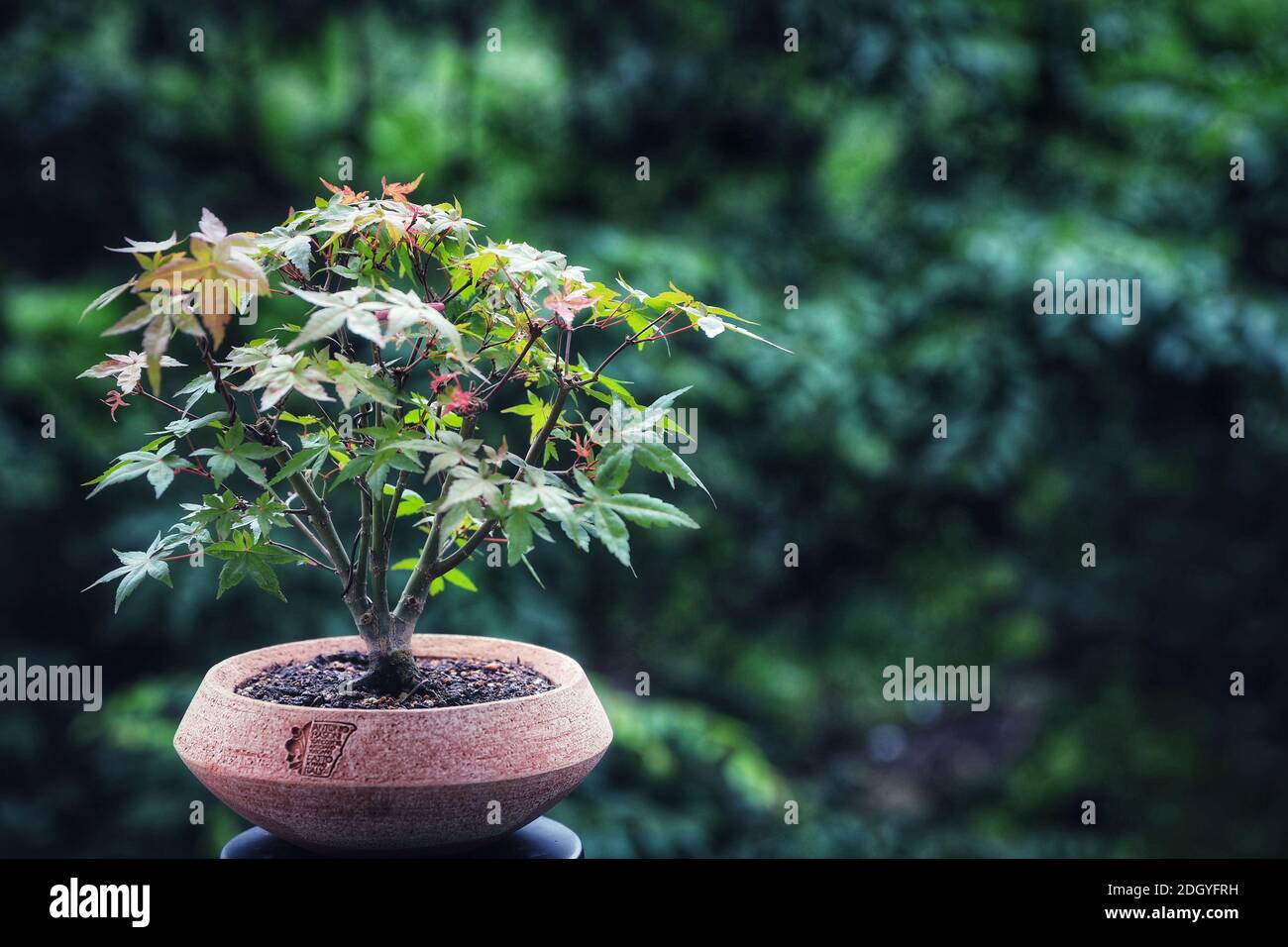 Bonsai maple tree in a clay pot Stock Photo - Alamy