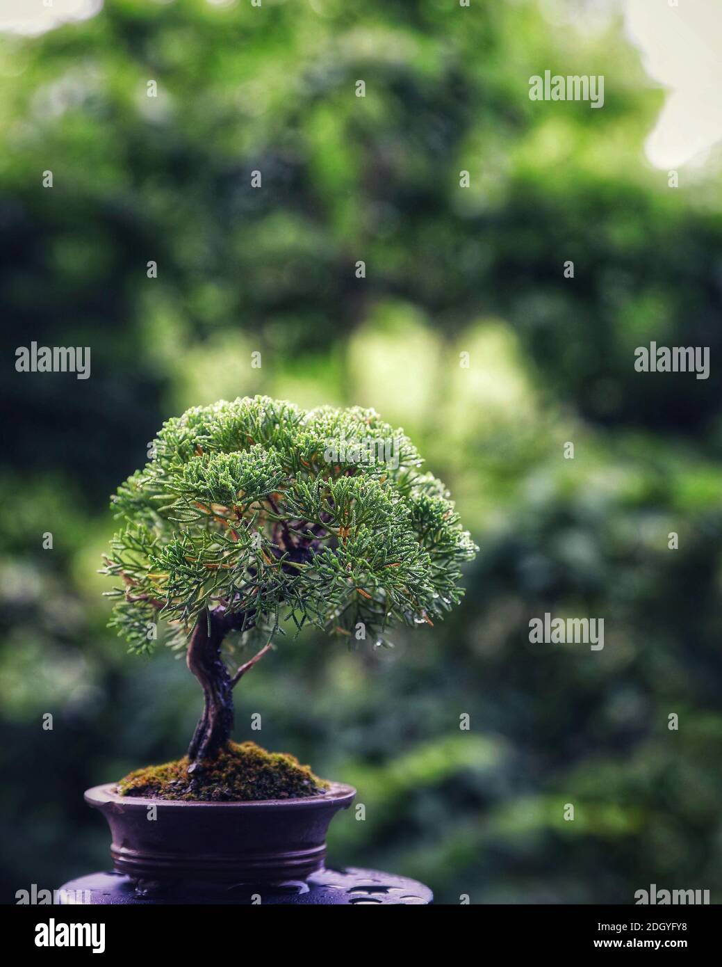 Potted pine trees hi-res stock photography and images - Alamy
