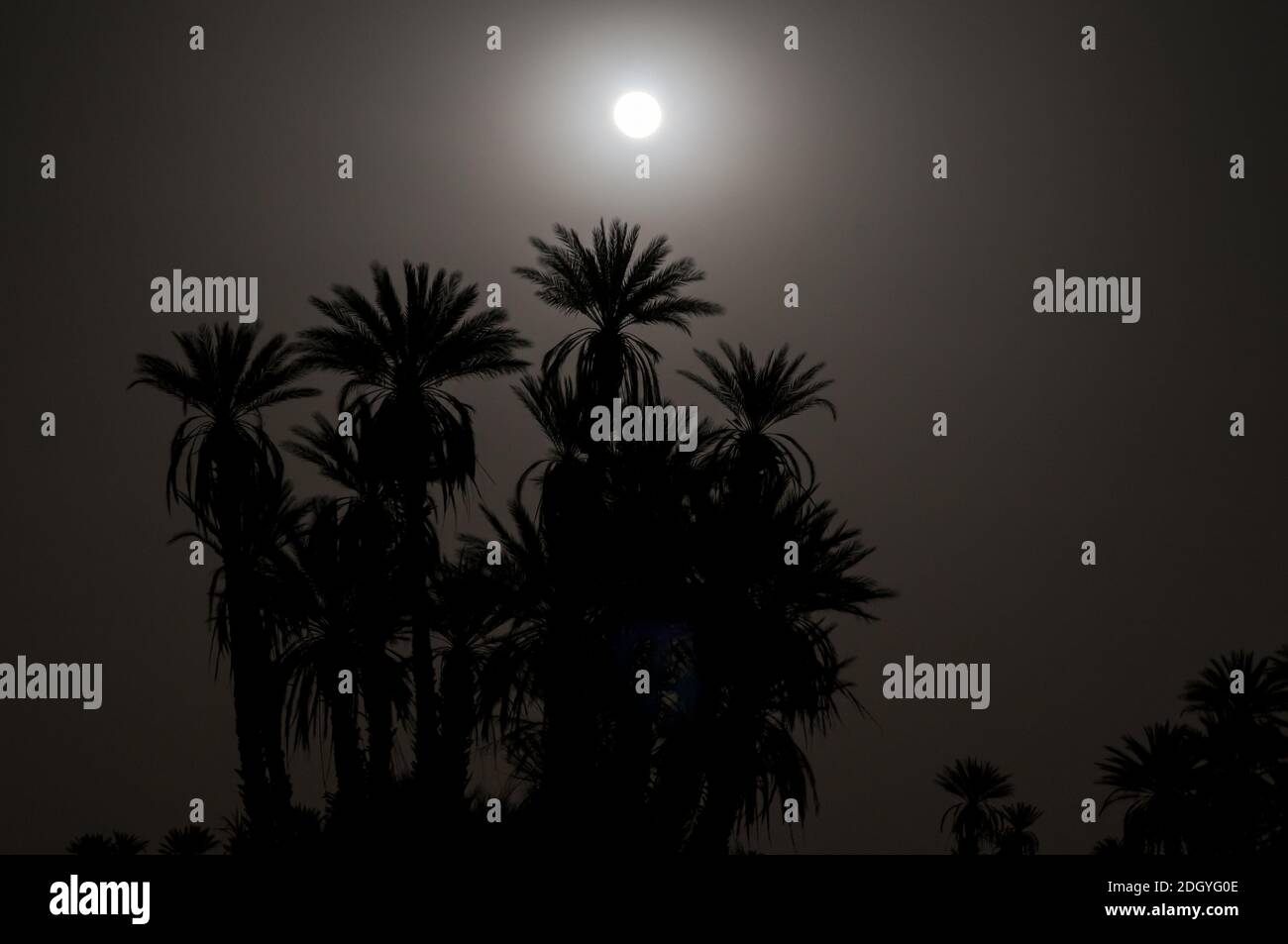 Full moon with palm trees in backlight in the Sahara, Morocco, Africa ...