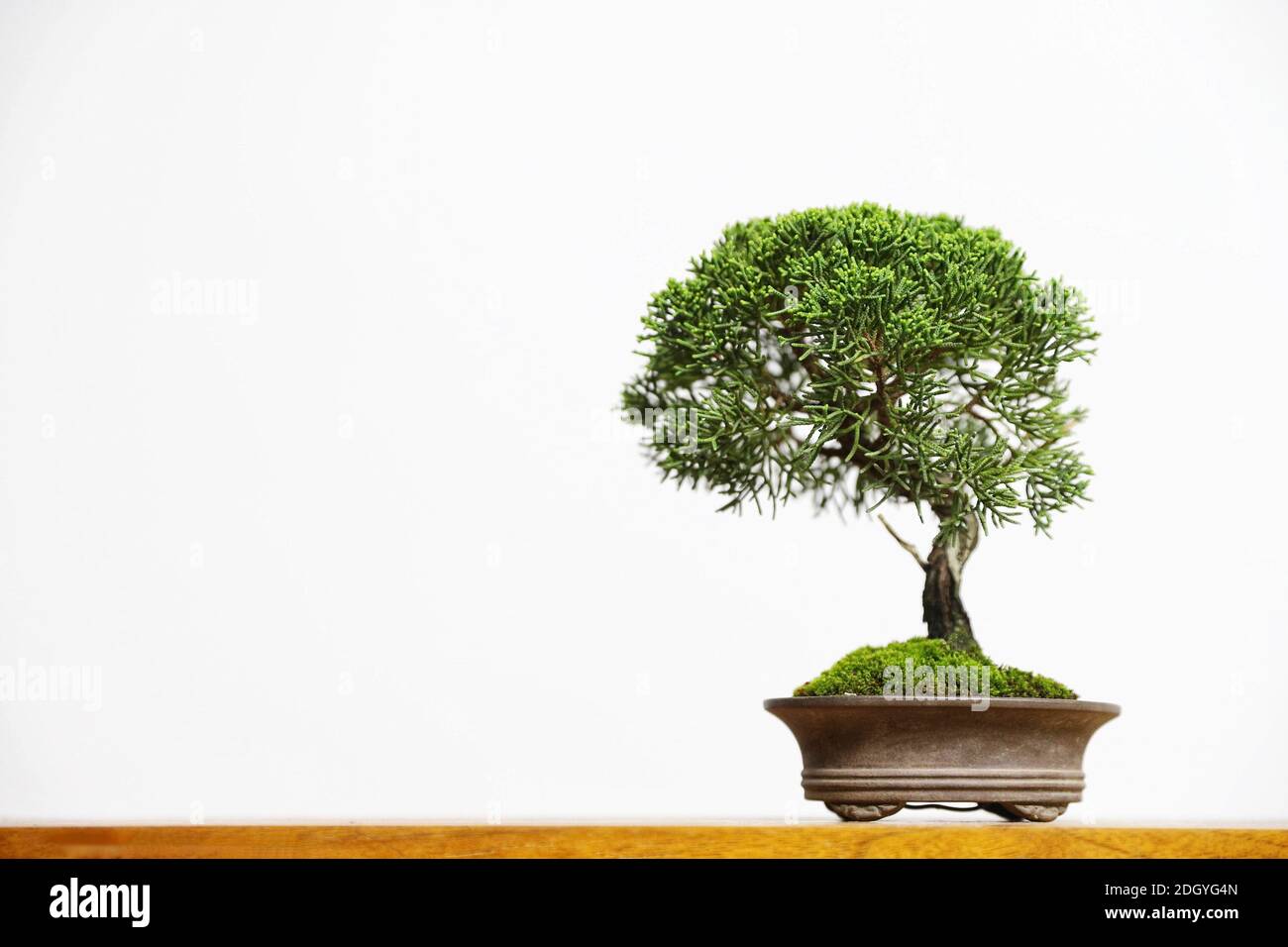 Bonsai pine tree in a clay pot Stock Photo - Alamy