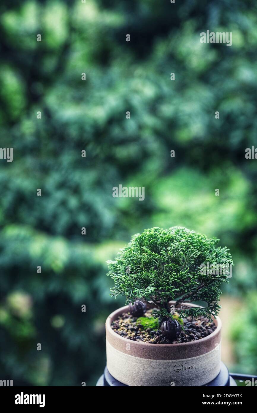 Bonsai pine tree in a clay pot Stock Photo - Alamy