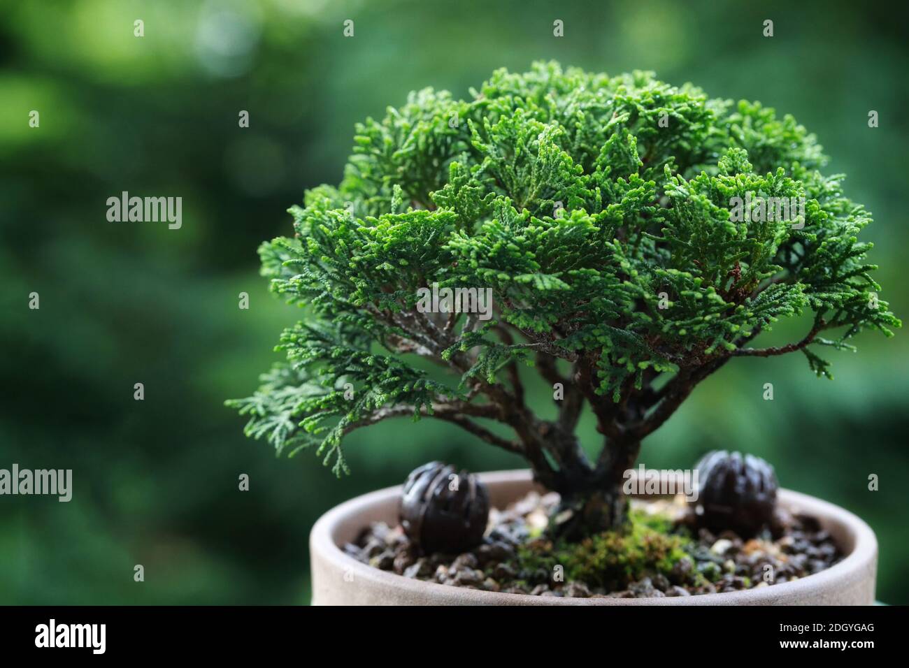 Bonsai pine tree in a clay pot Stock Photo - Alamy
