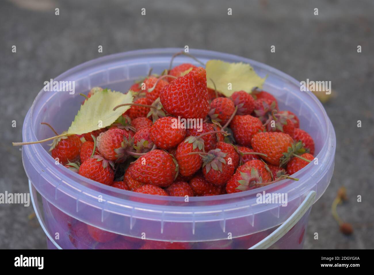 Berries in a bucket Stock Photo - Alamy