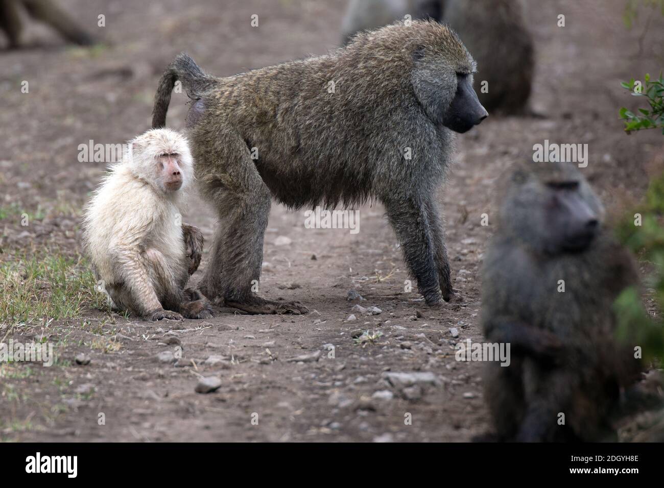 Albino Baboon