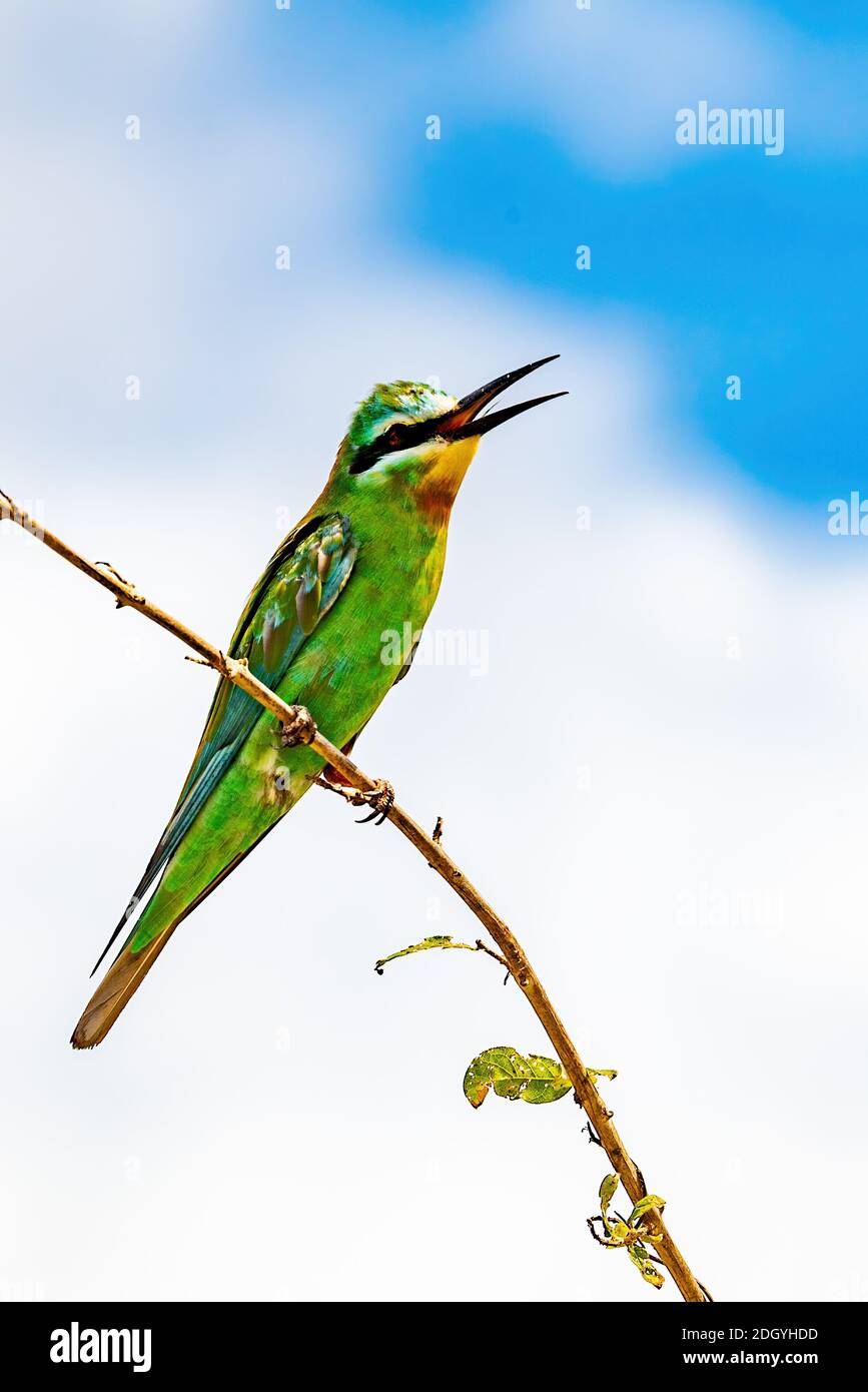 The singing bee hi-res stock photography and images - Alamy