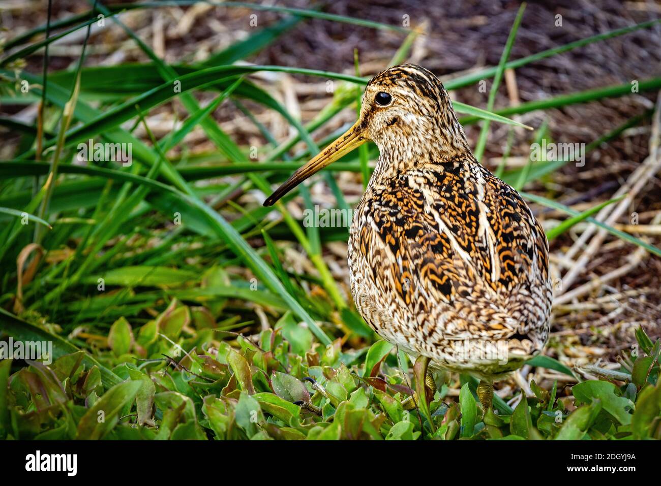 South georgia area hi-res stock photography and images - Alamy