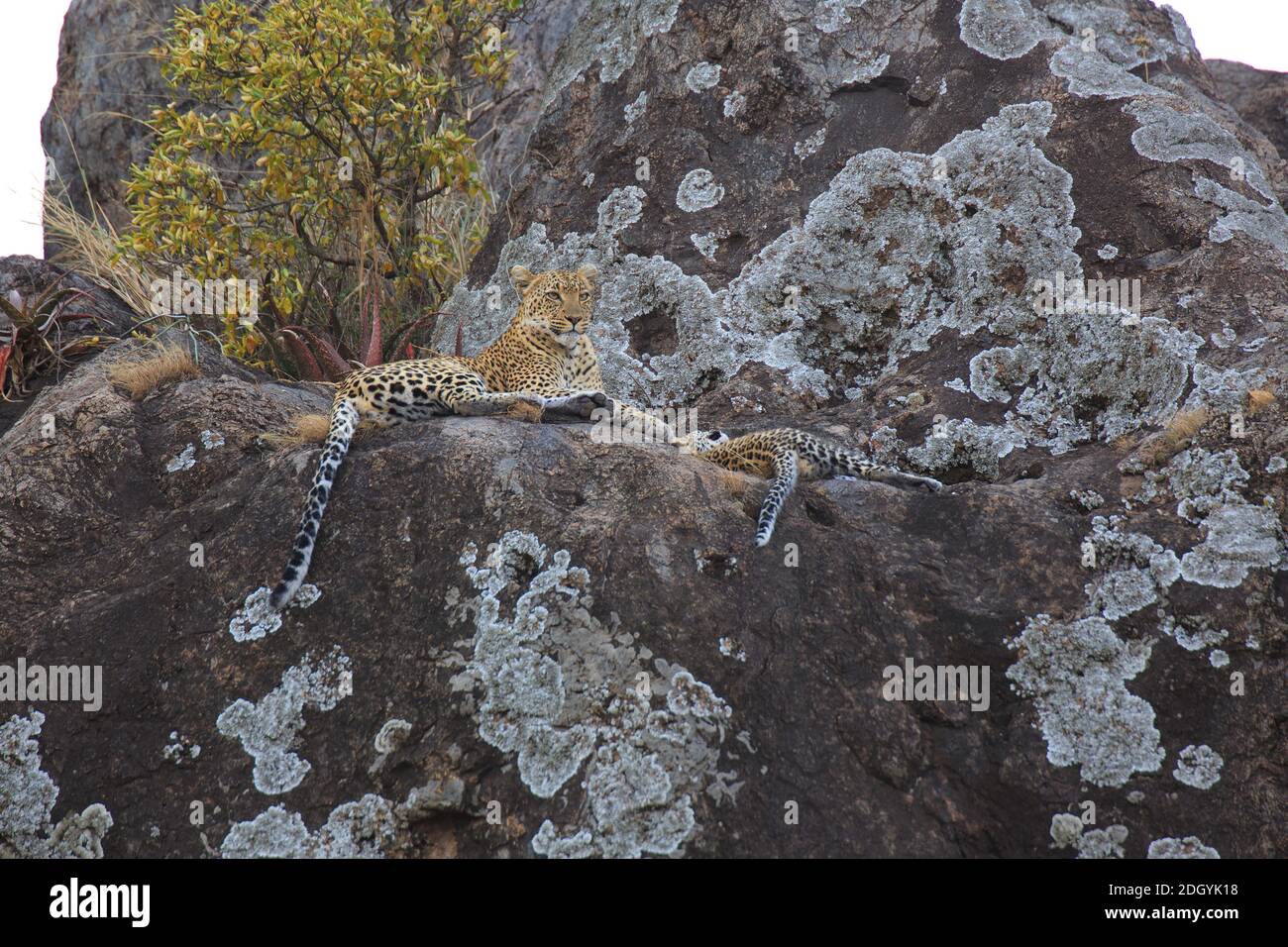 Leopards on a rock in the Serengeti Stock Photo - Alamy