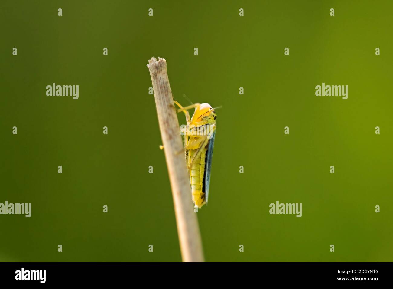 Colorful cicala macro against natural green background Stock Photo - Alamy