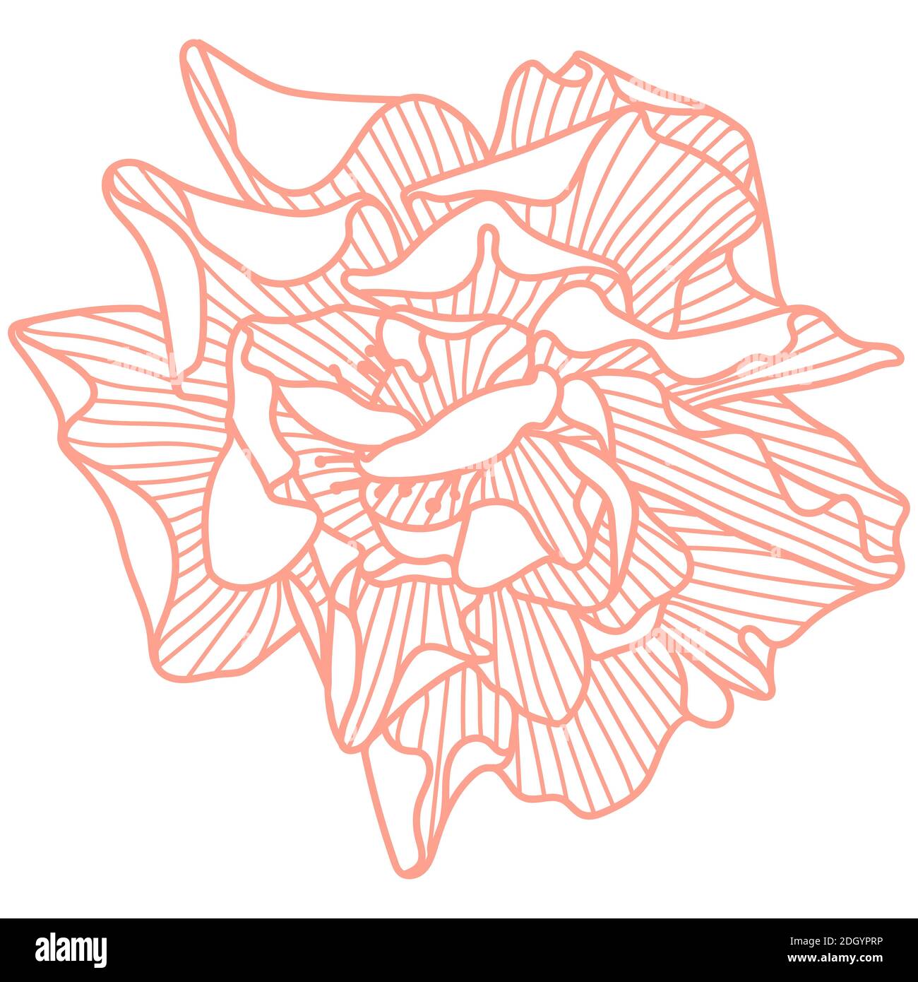 Illustration of delicate rose Stock Vector Image & Art - Alamy