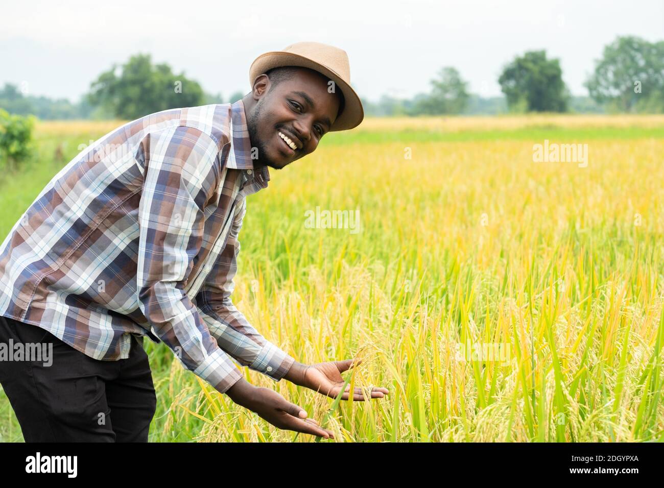 African farmer standing in organic rice field with smile and happy ...