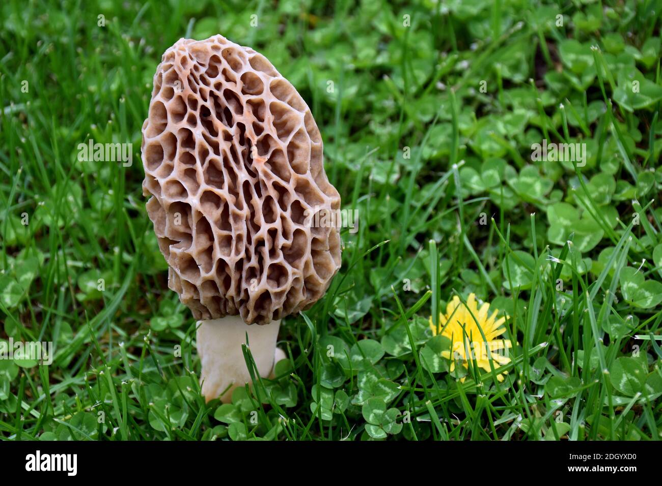 Morchella edible gourmet mushroom hi-res stock photography and images ...