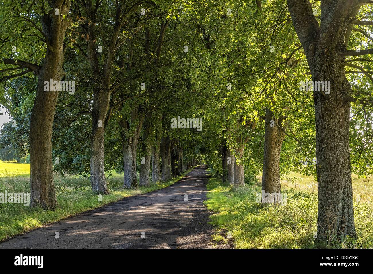 Poland forest summer hi-res stock photography and images - Alamy