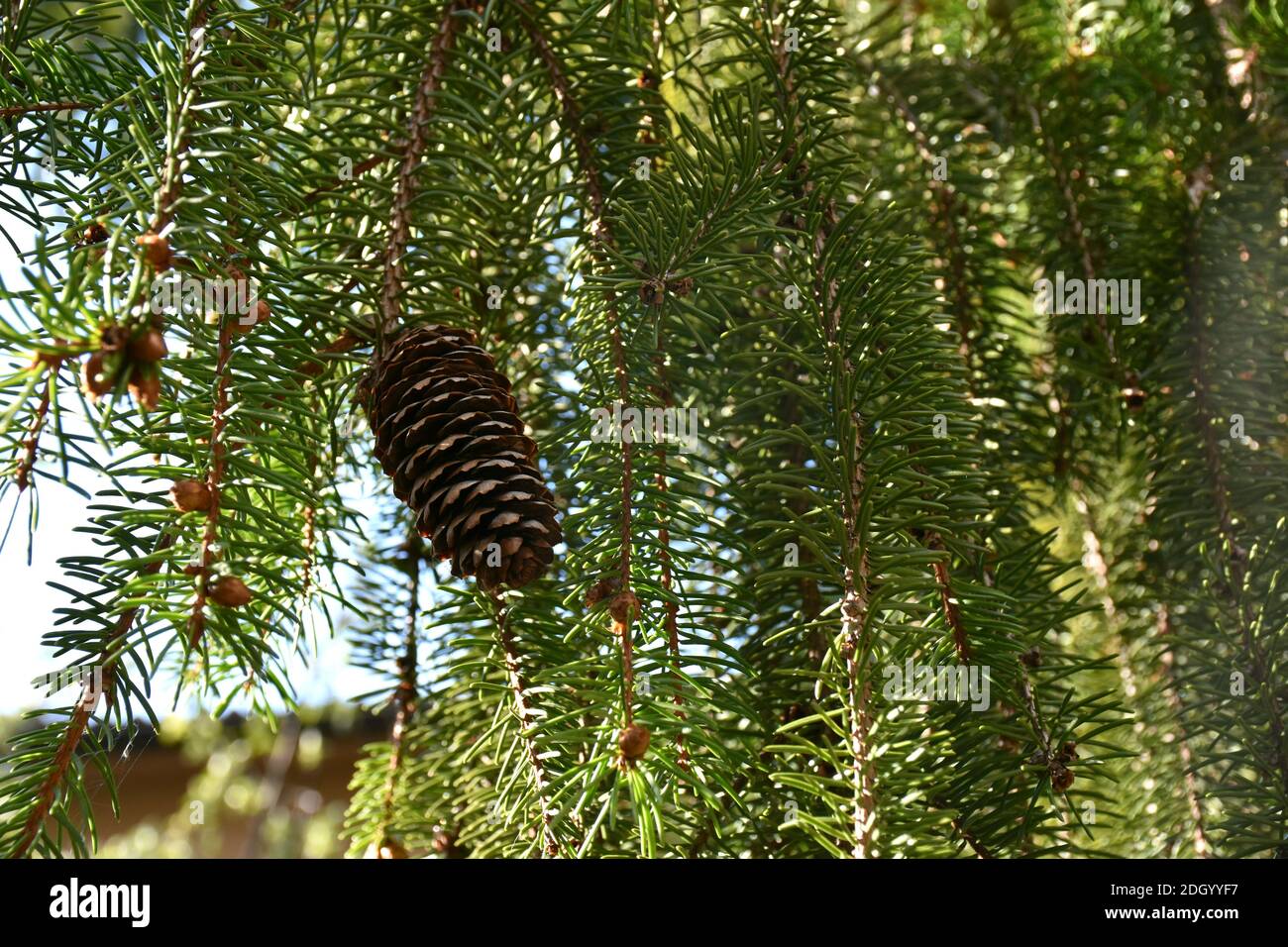 Branches, leaves and fruit of fir illuminated by the sun Stock Photo ...