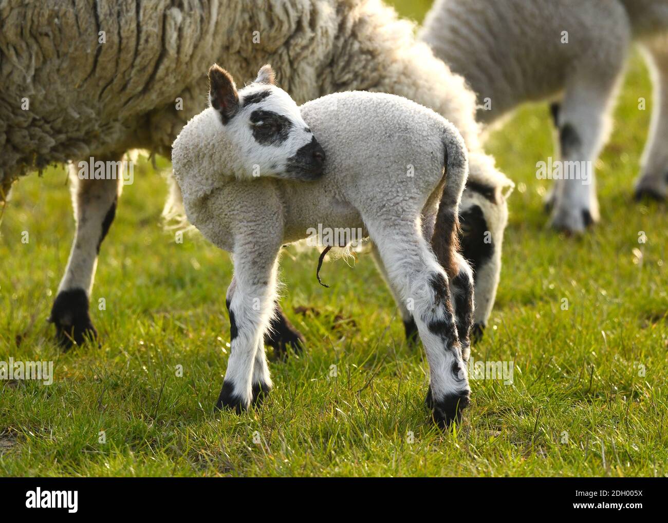 A newborn rare breed Kerry Hill lamb on Lower Wilbury Farm in ...