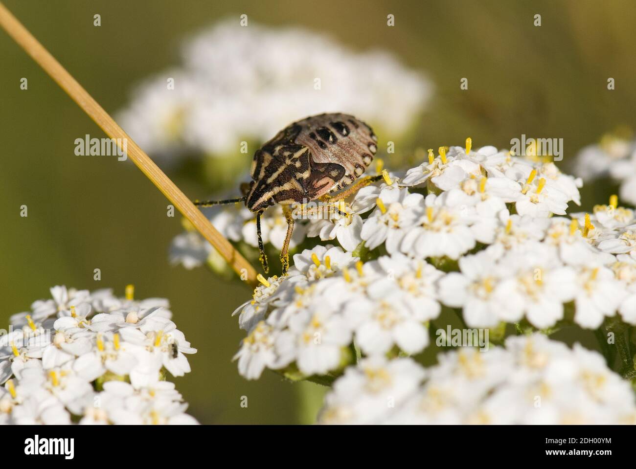 Orange shield bugs hi-res stock photography and images - Alamy