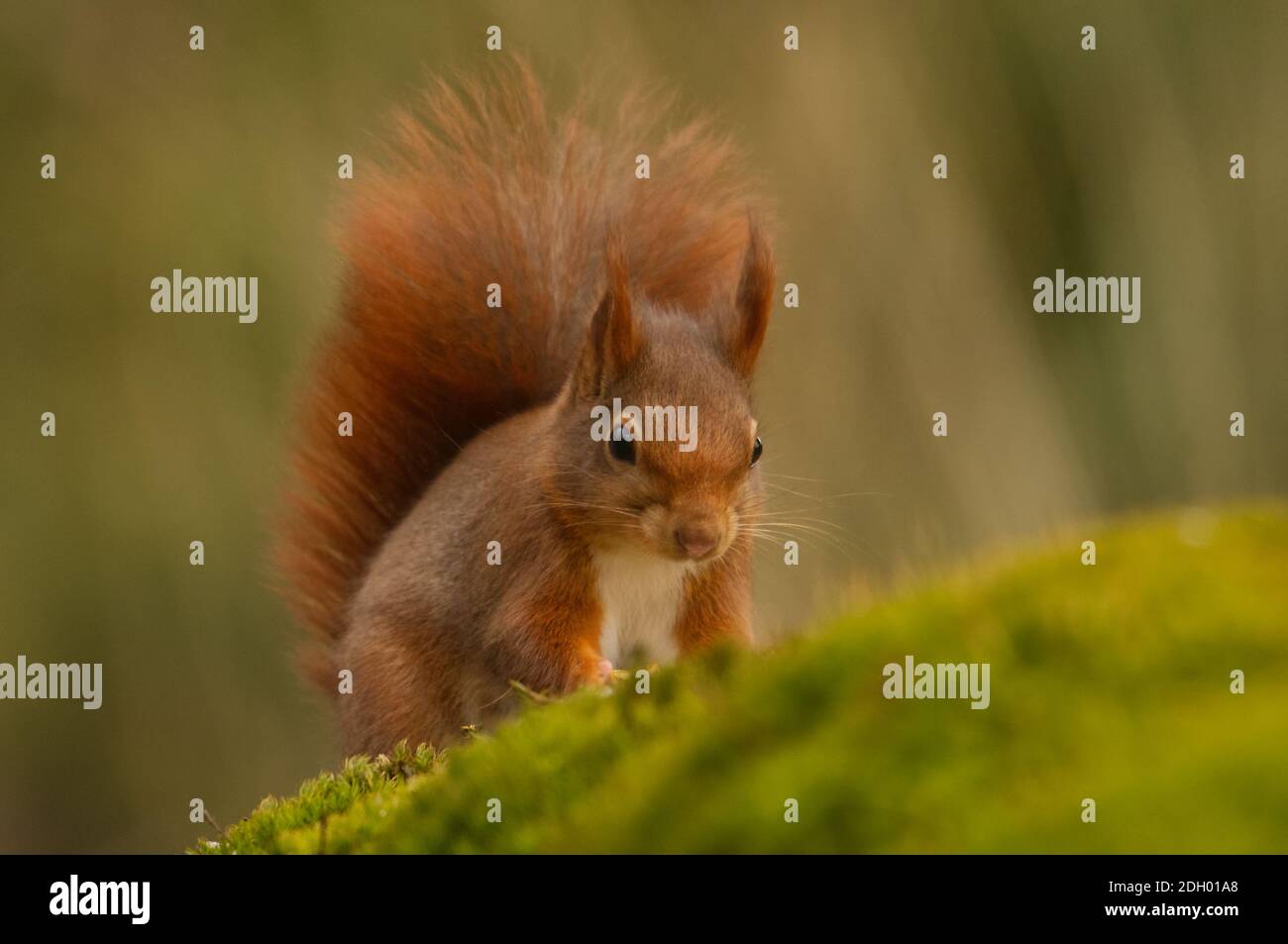 Eurasian red squirrel Stock Photo - Alamy