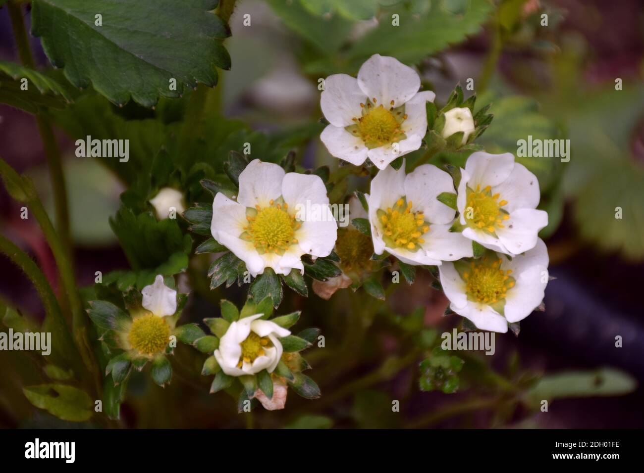 Strawberry plant in bloom in orchard Stock Photo - Alamy