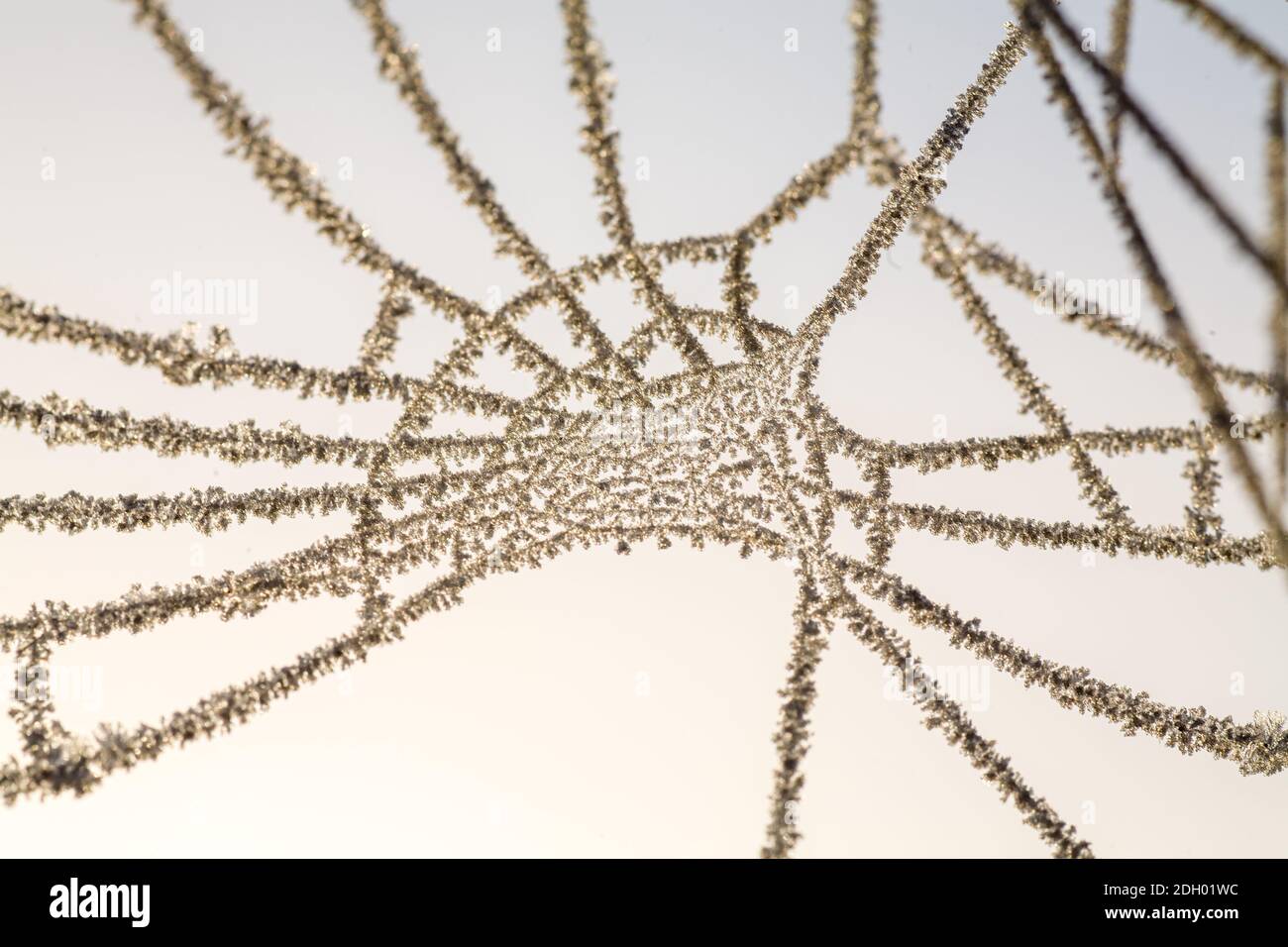 Frost covered web hi-res stock photography and images - Alamy