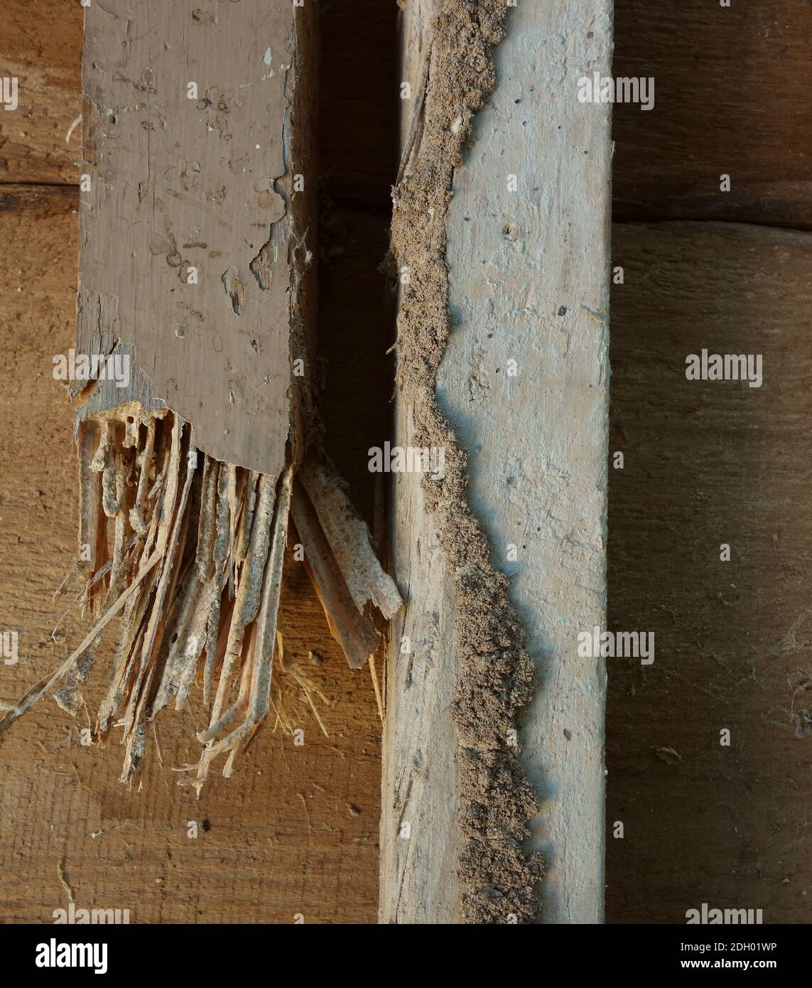 Termites eat wood hi-res stock photography and images - Alamy