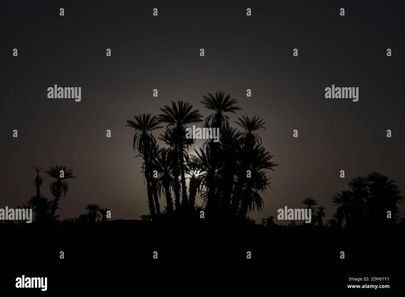 Full moon with palm trees in backlight in the Sahara, Morocco, Africa ...