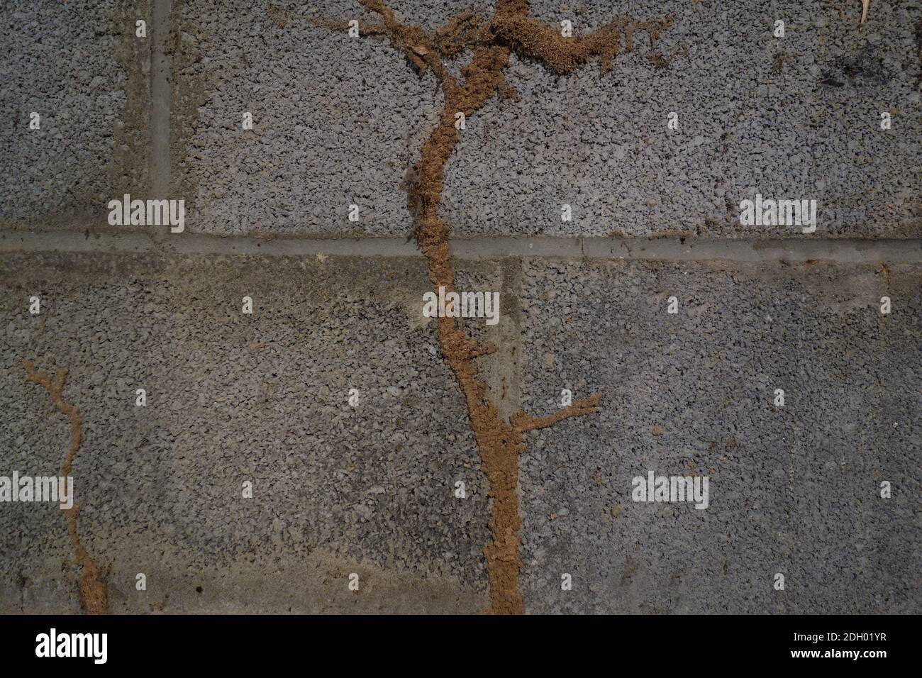 Termite mud tubes on a concrete wal Stock Photo - Alamy