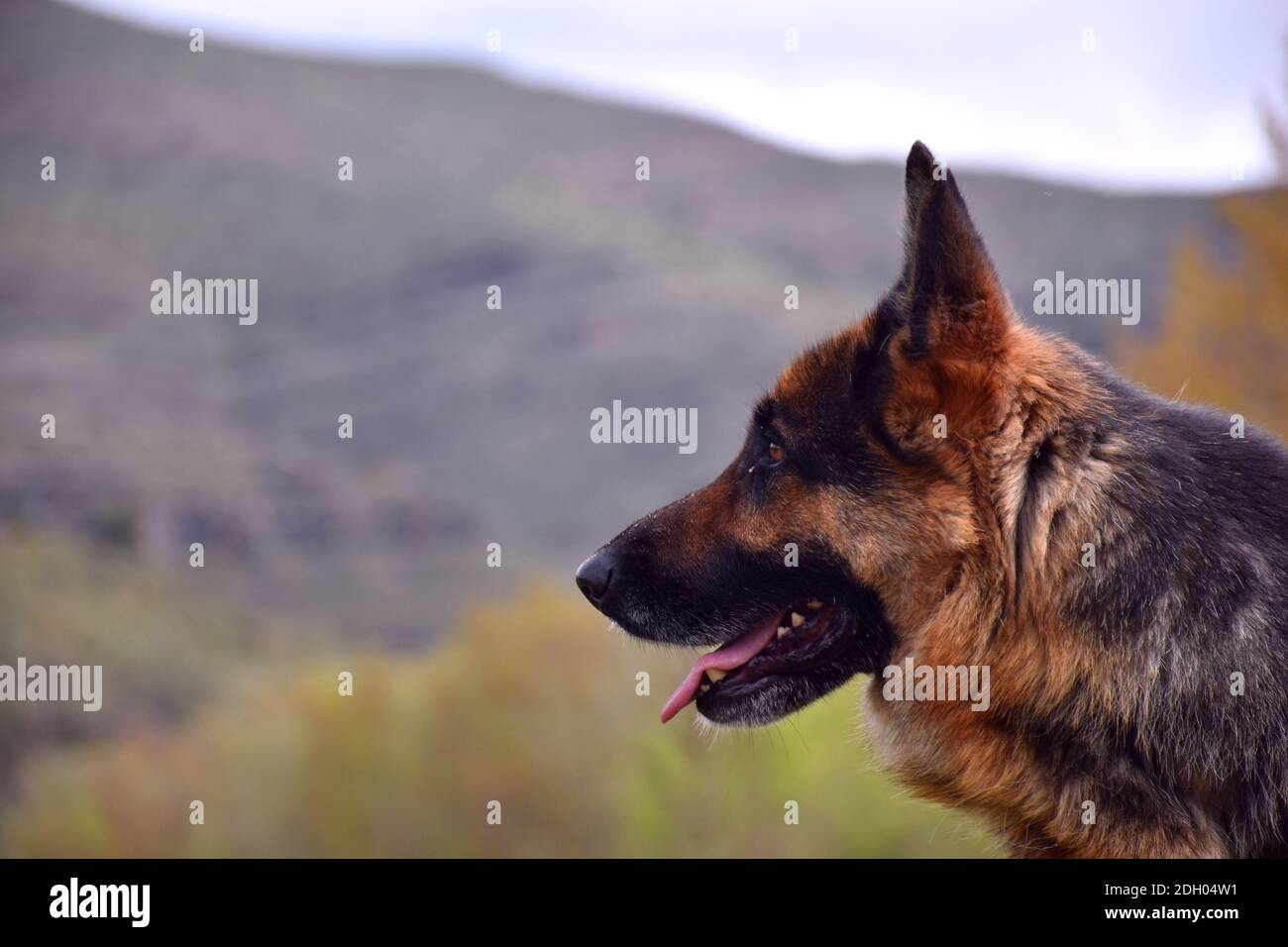 Alsatian puppy standing grass hi-res stock photography and images - Alamy