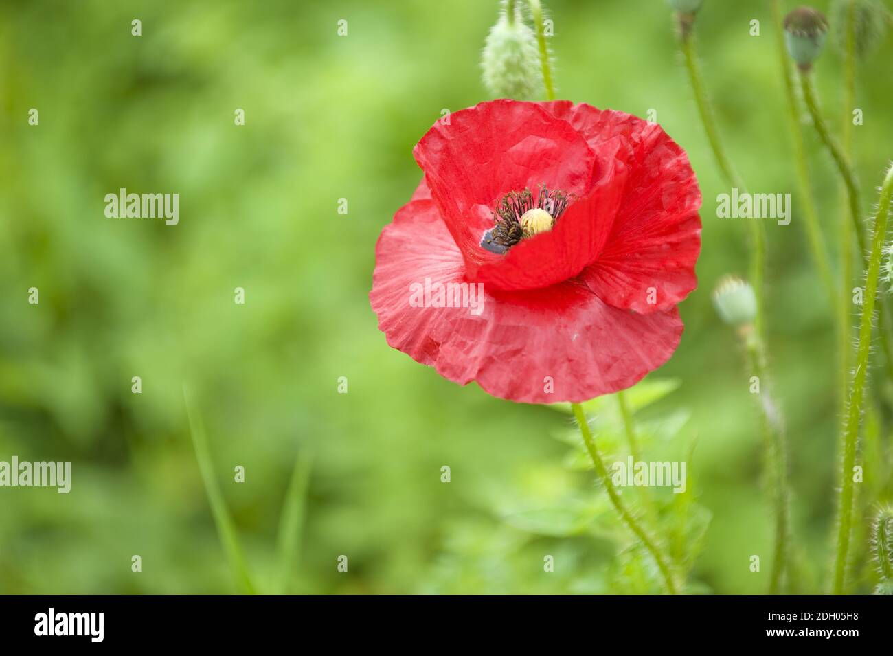 Roter Mohn, einzelne Blüte, Mohnkapsel Stock Photo - Alamy