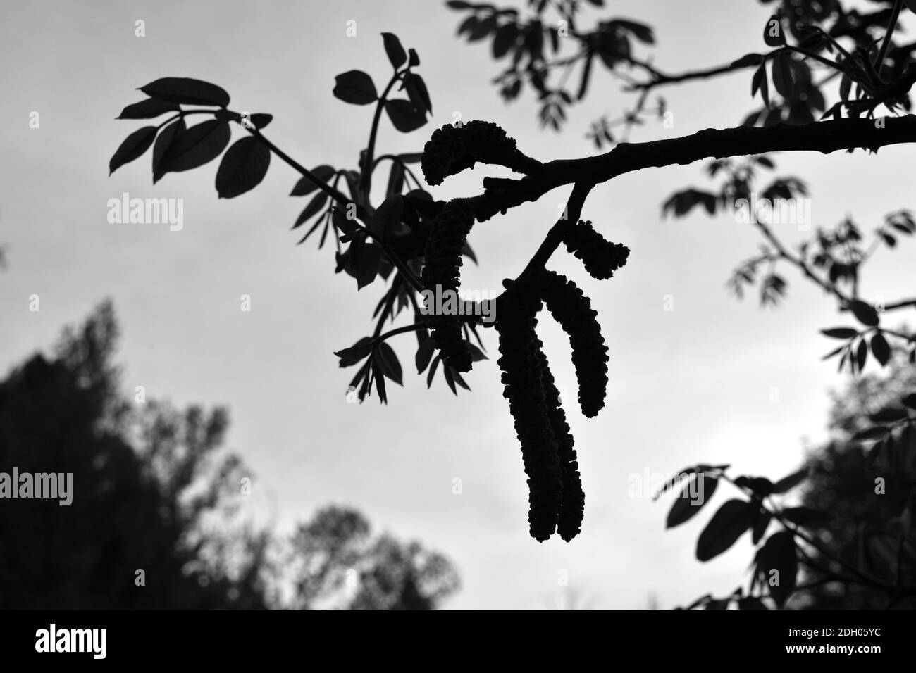 Walnut green Black and White Stock Photos & Images - Alamy