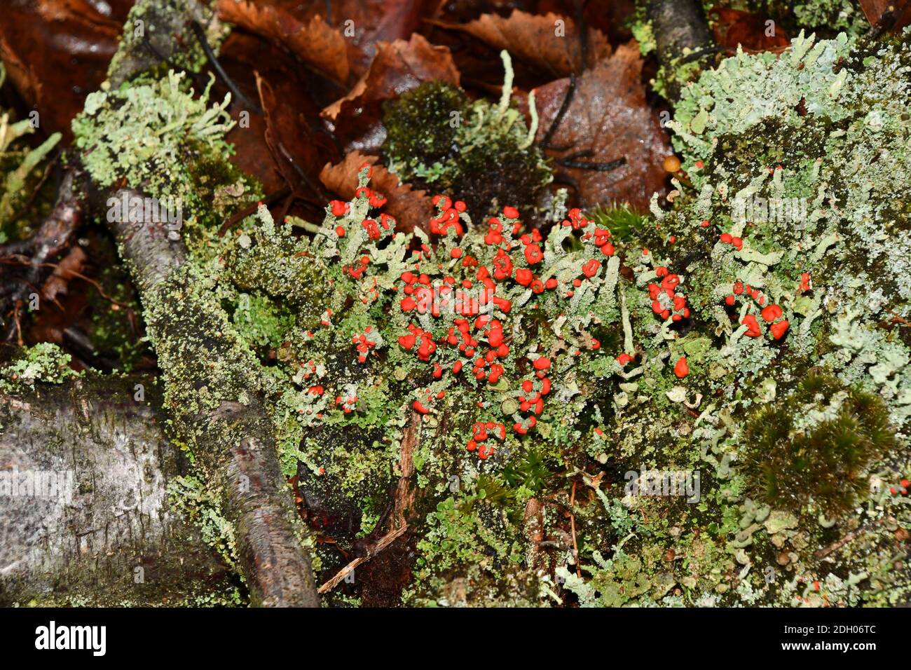 Fruiting bodies hi-res stock photography and images - Alamy
