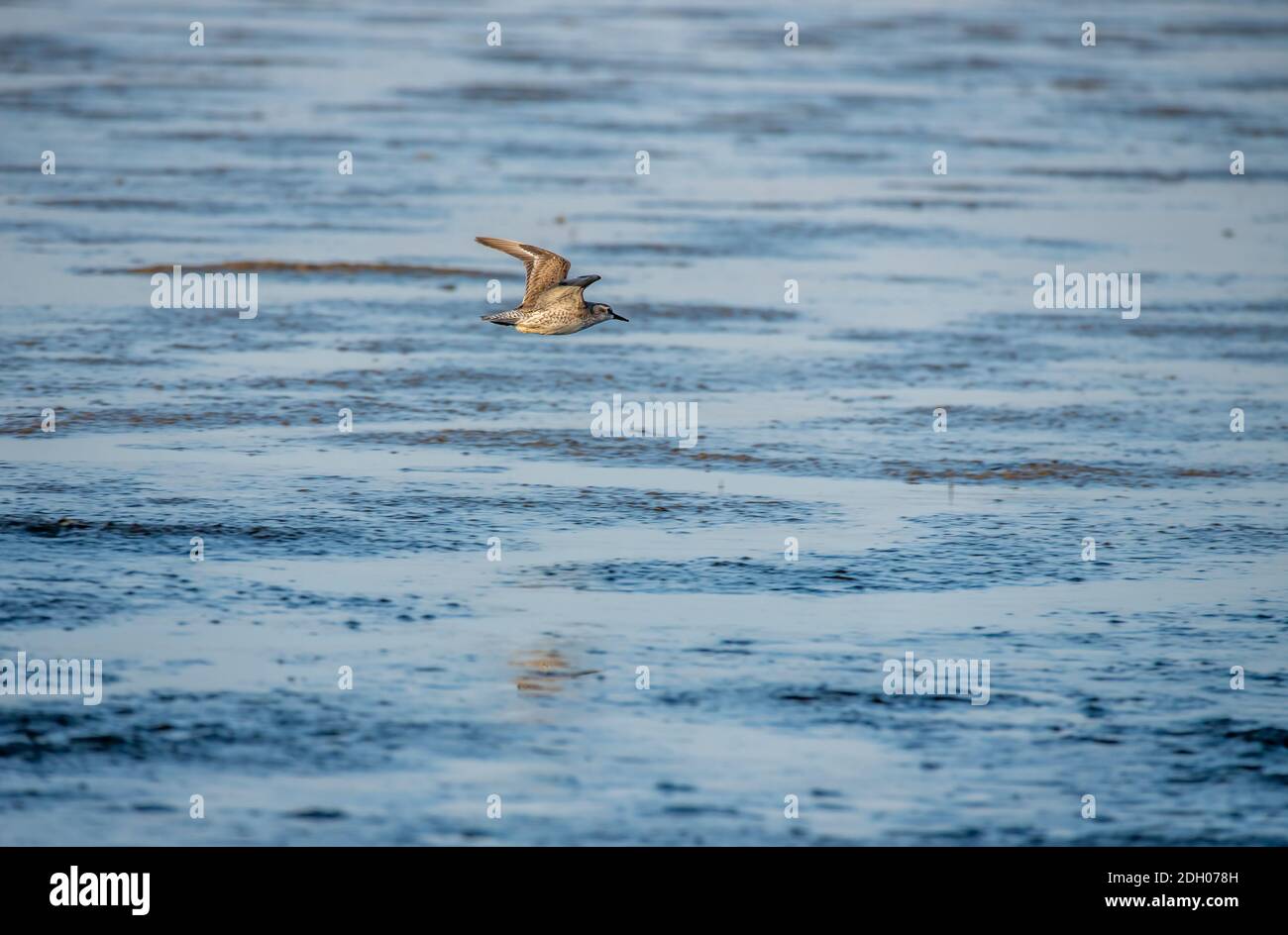 Snipe bird hi-res stock photography and images - Alamy