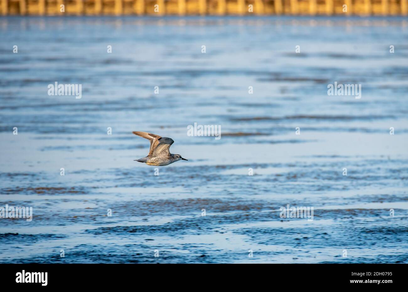 Snipe bird hi-res stock photography and images - Alamy