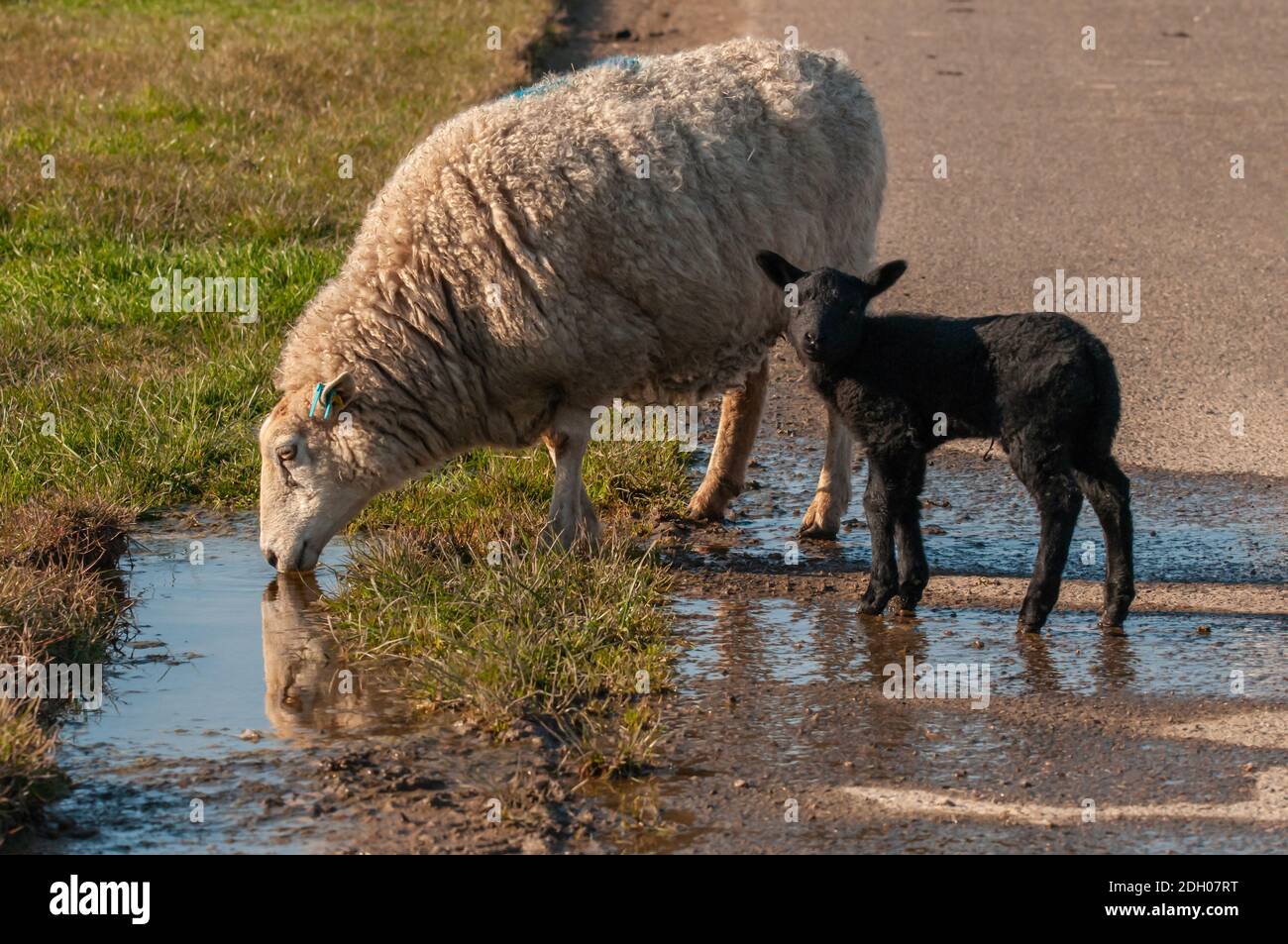 Family lamb roast hi-res stock photography and images - Alamy