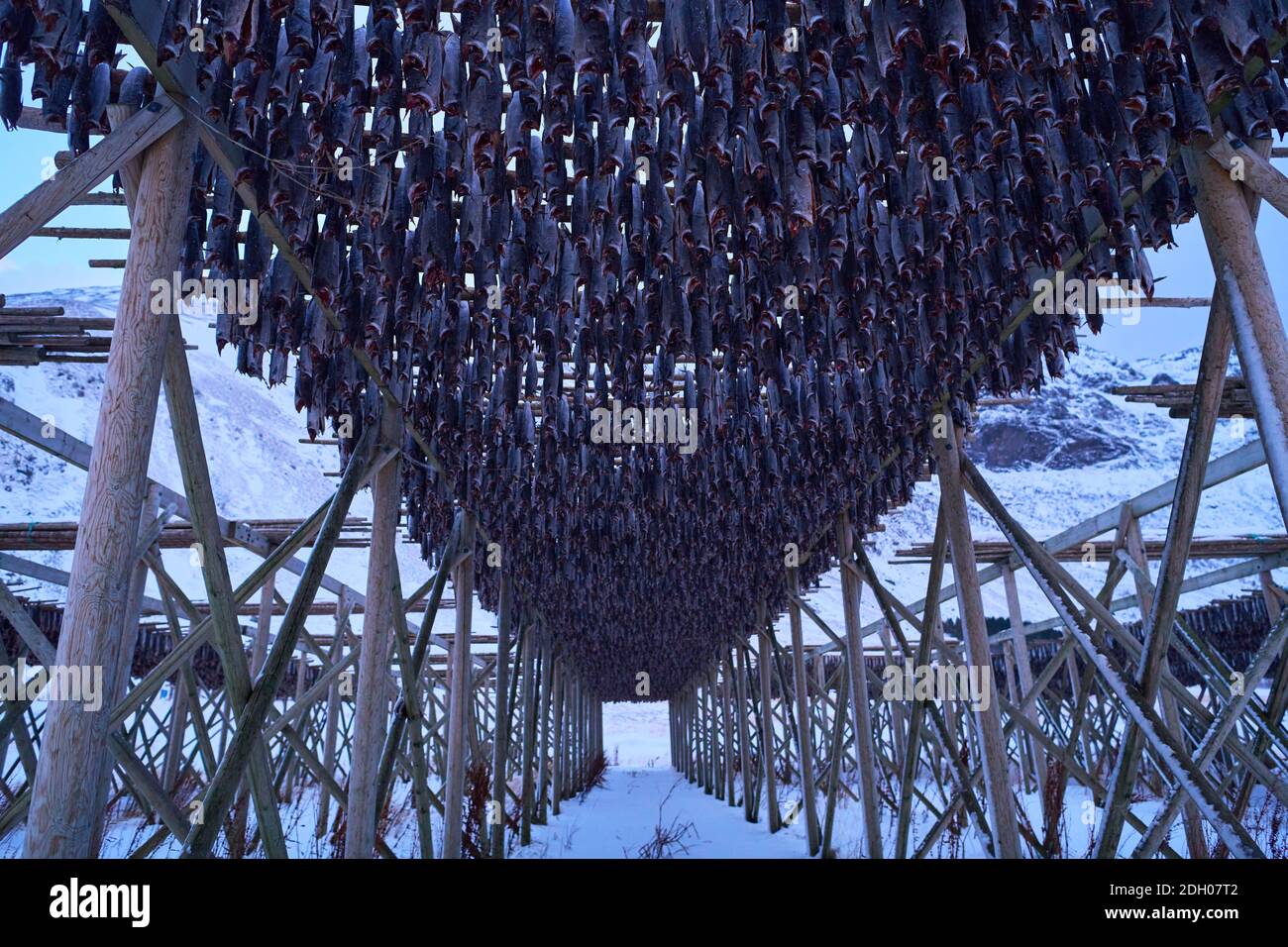 Air drying of Salmon fish on wooden structure at Scandinavian winter ...