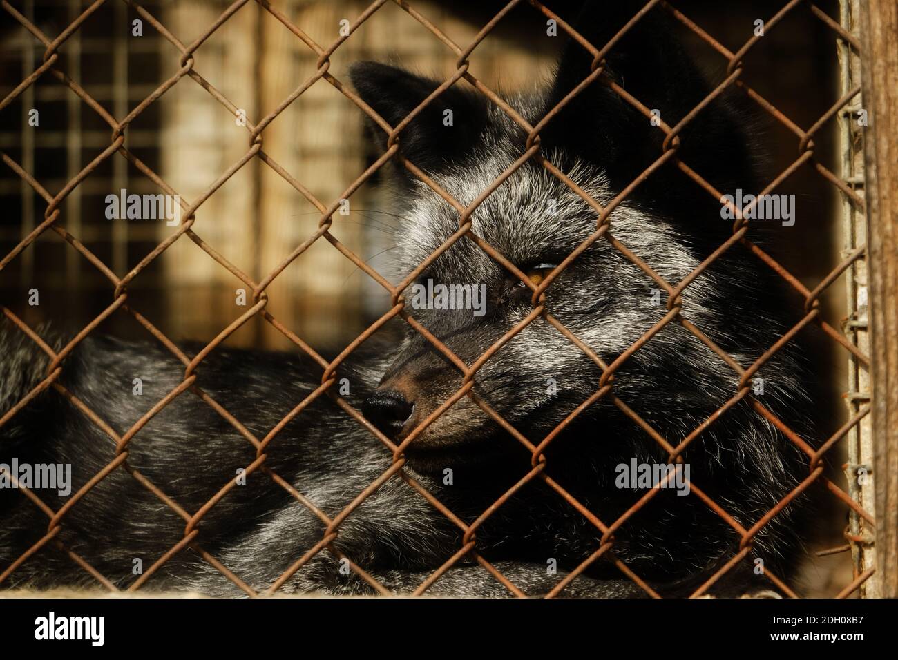 Fox In The Cage Stock Photo - Alamy